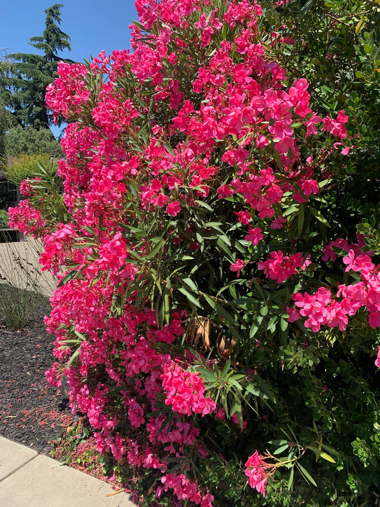 Oleander in my Neighborhood