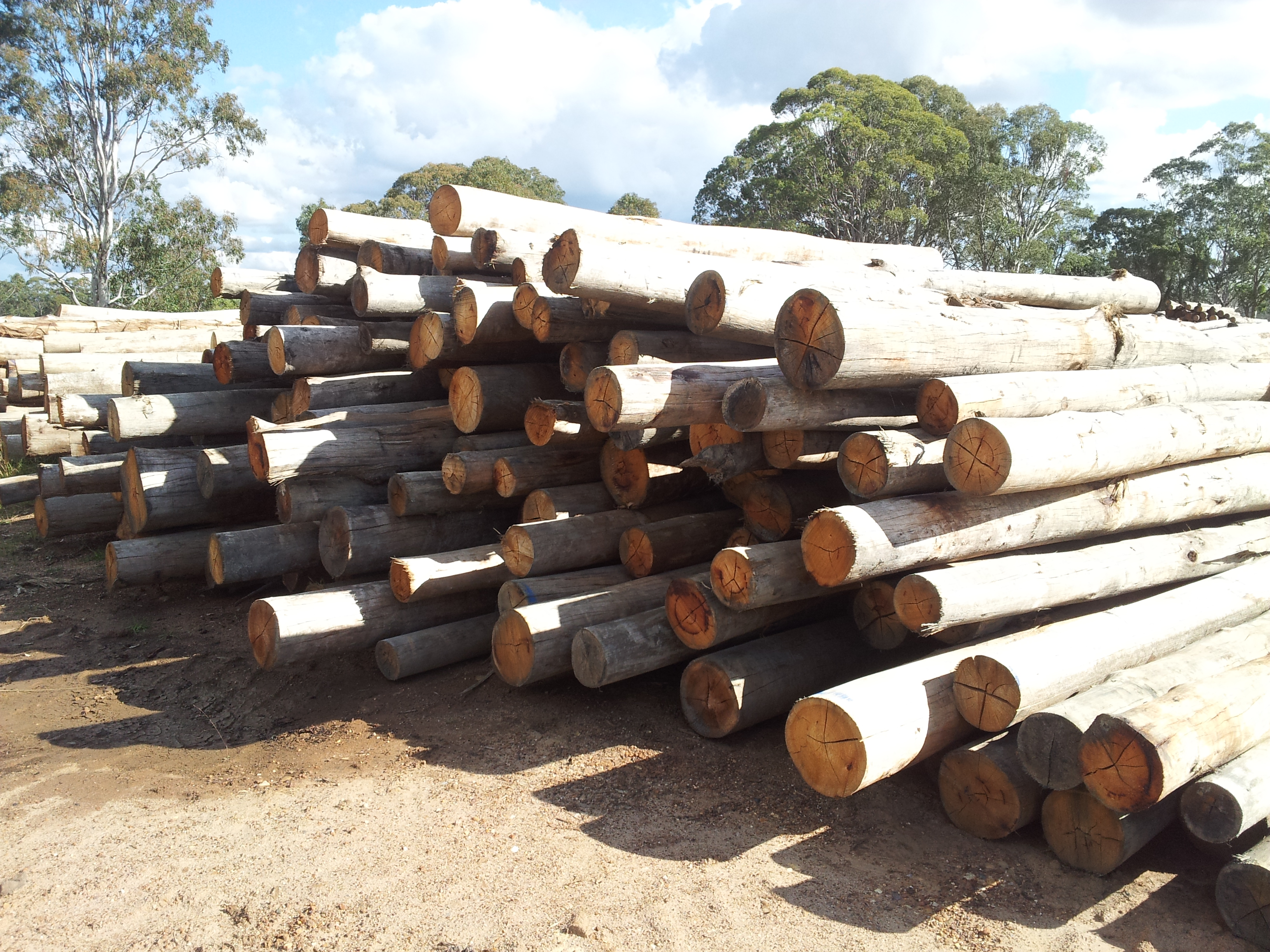 Timber Export | oceanimports