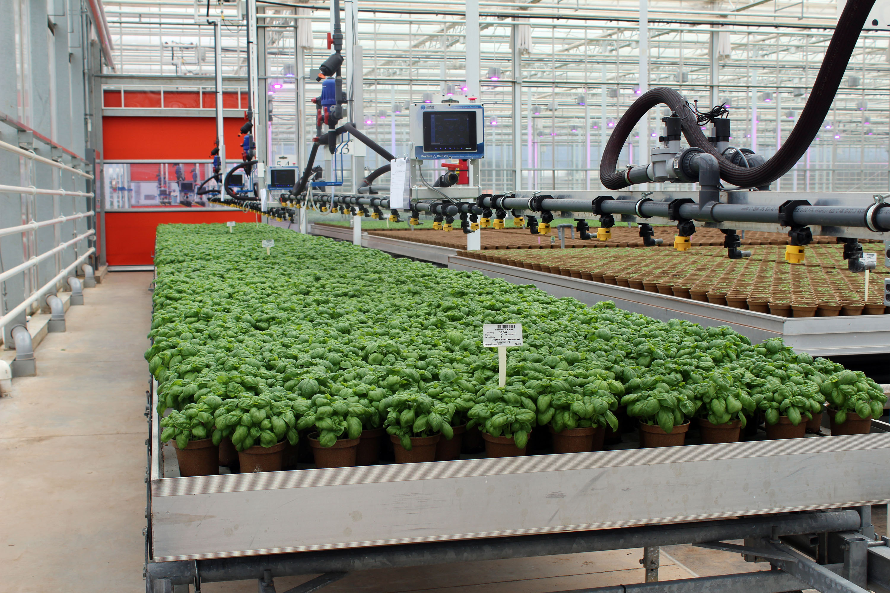 About | Ontario | Freeman Herbs