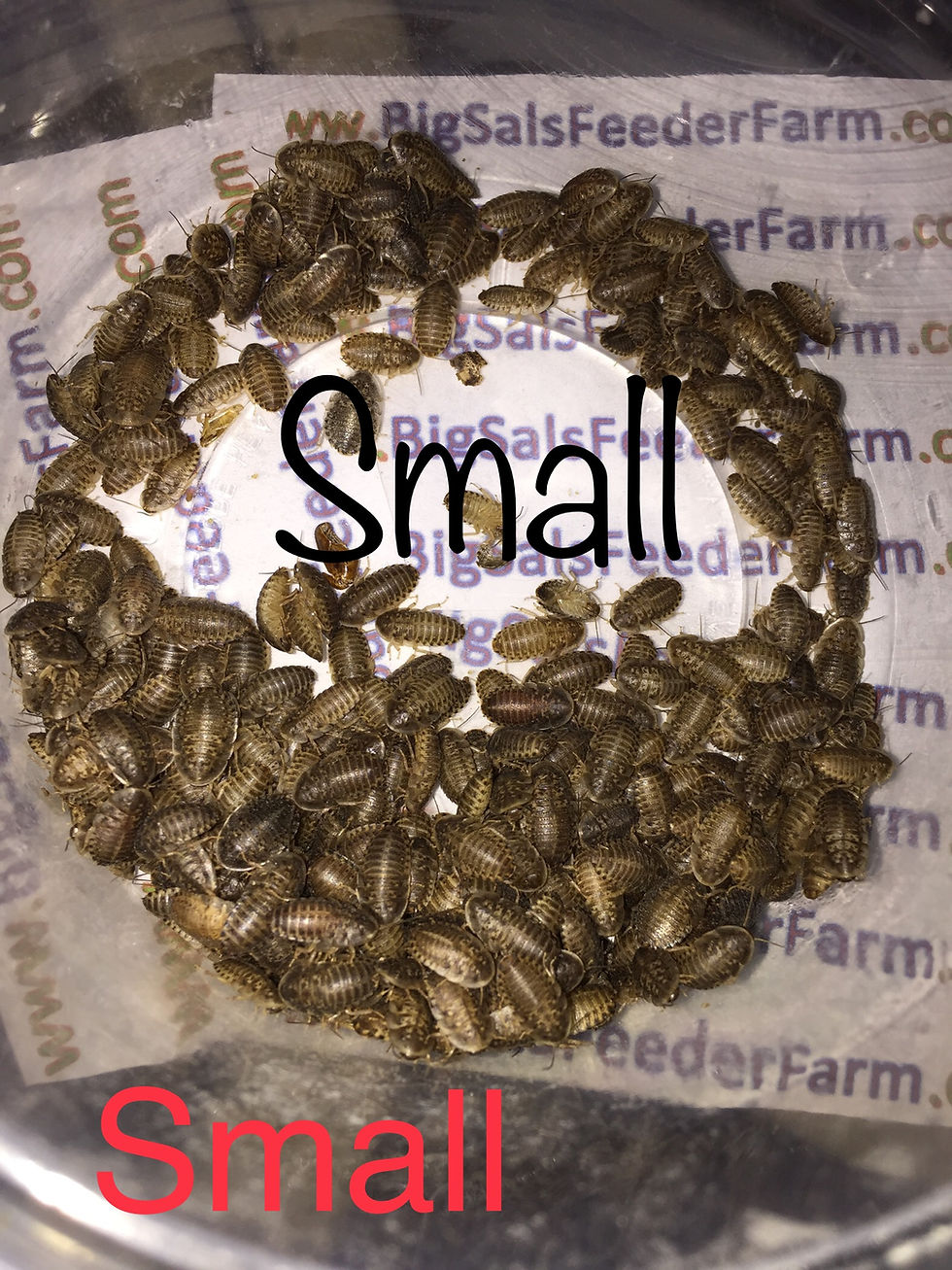 Dubia Roaches, Great Prices | FAST Shipping-Big Sal's Feeder Farm