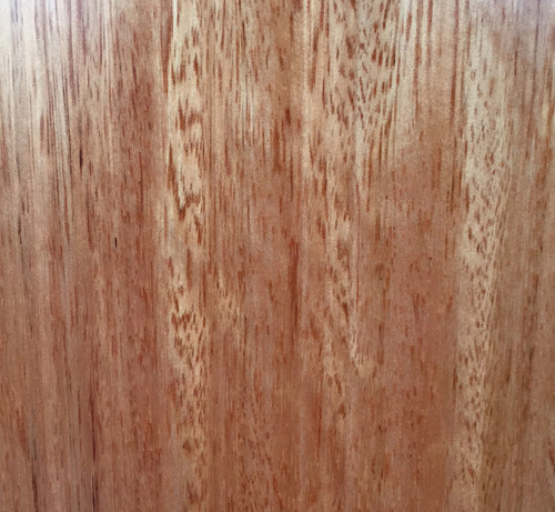 Rose Gum (Australian) | ascentliving