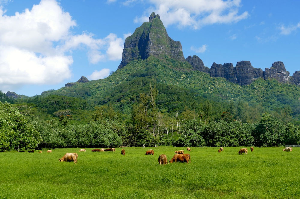 Moorea, une île incontournable en Polynésie