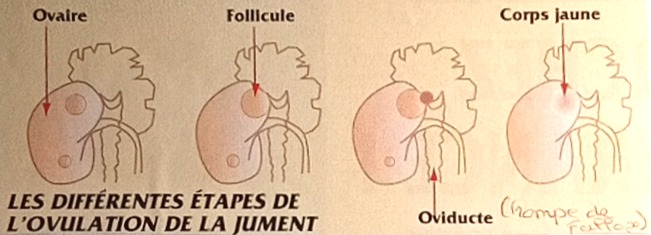 Système urinaire et appareil reproducteur du cheval