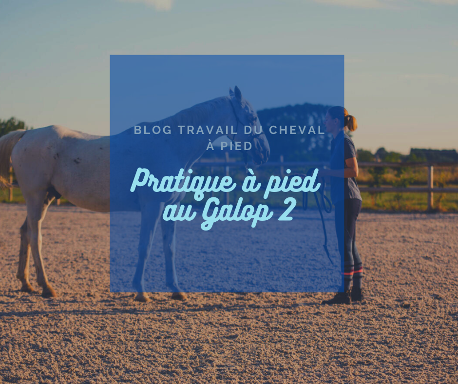 La Pratique équestre à pied du Galop 2