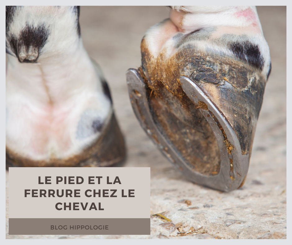 Hippologie : le pied et la ferrure