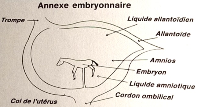 Système urinaire et appareil reproducteur du cheval