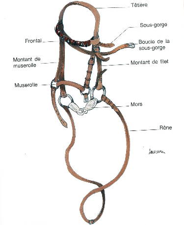 Galop 1 à 2 | Blog Equitation Nord