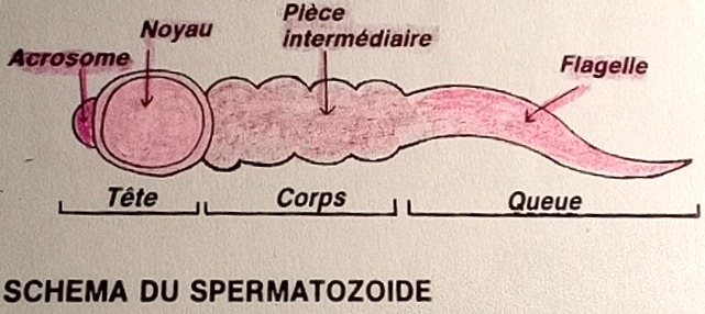 Système urinaire et appareil reproducteur du cheval