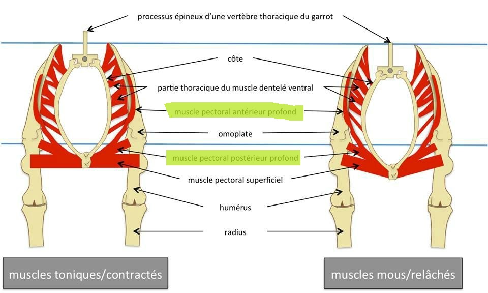 Biomécanique du cheval