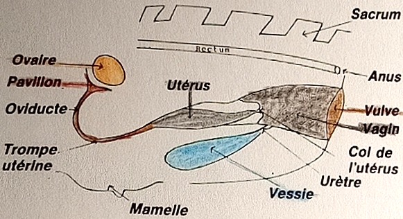 Système urinaire et appareil reproducteur du cheval