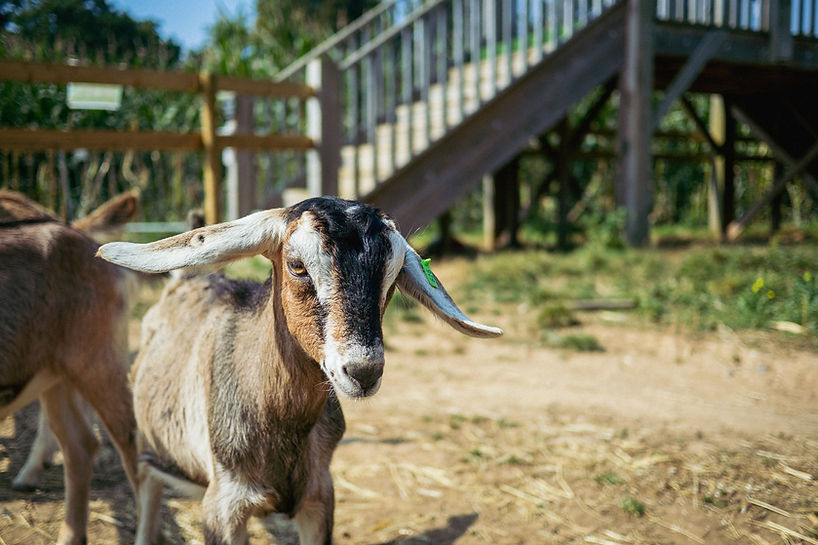 School Trips | Quex Farm Park