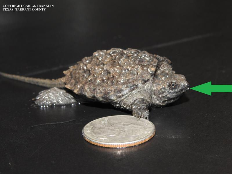 Common snapping turtle | TEXAS TURTLES
