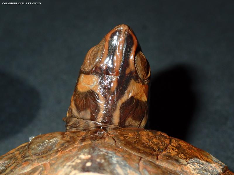 Ouachita map turtle | TEXAS TURTLES