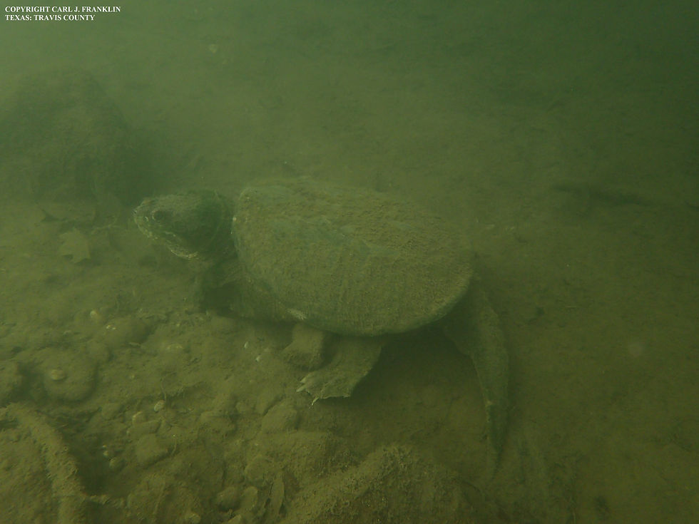 Common snapping turtle | TEXAS TURTLES