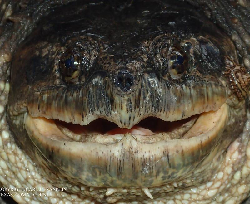Common snapping turtle | TEXAS TURTLES