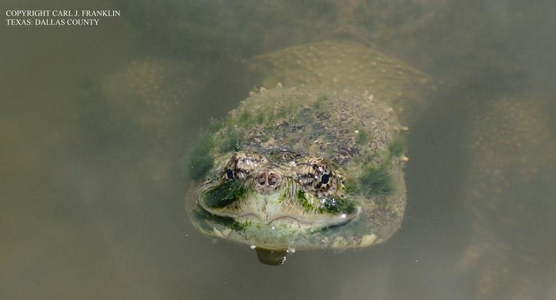 Common snapping turtle | TEXAS TURTLES