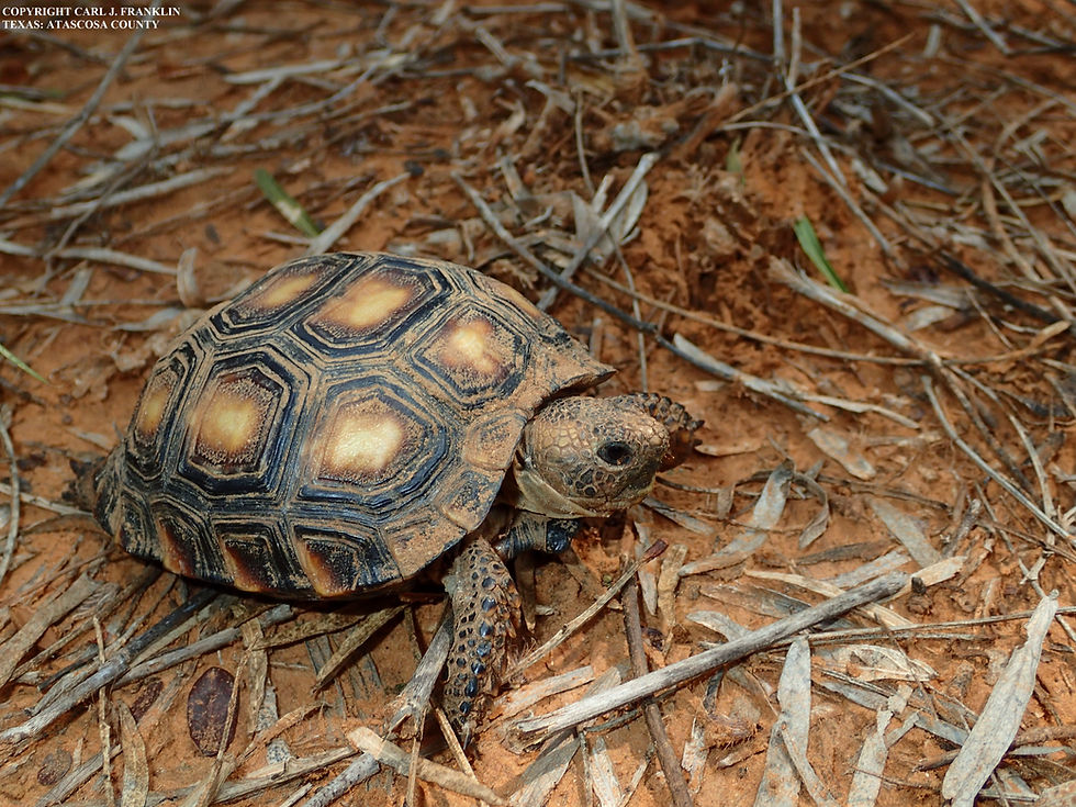Texas tortoise | TEXAS TURTLES