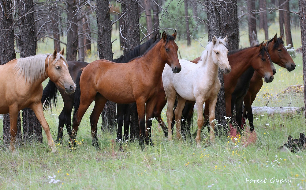 Forest Service plan for Arizona’s Heber wild horses could mean death in ...