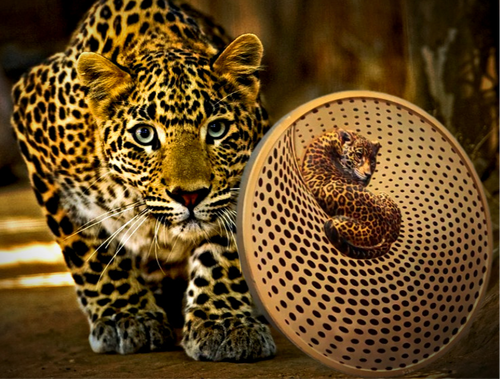 LEOPARD Camouflage of Nature Gilded 5 Oz Silver Coin 20$ Palau 2024 ...