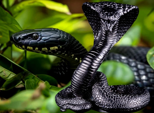 The 3D SNAKE 3 Oz Silver Coin 5$ Samoa 2025 | Gold & Silver Canada