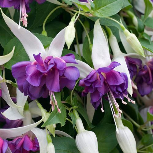 Fuchsia Deep Purple (Giant Trailing) | OT Gardens