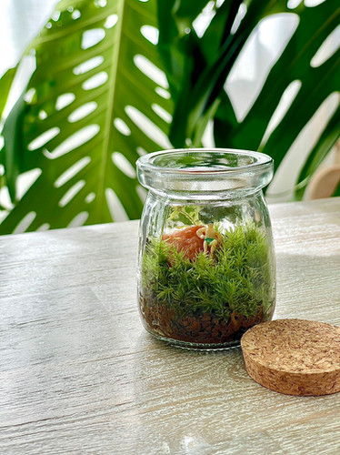 SA027 | Glass Bottle Moss Micro Landscape Gift | Micro Landscape Kit ...