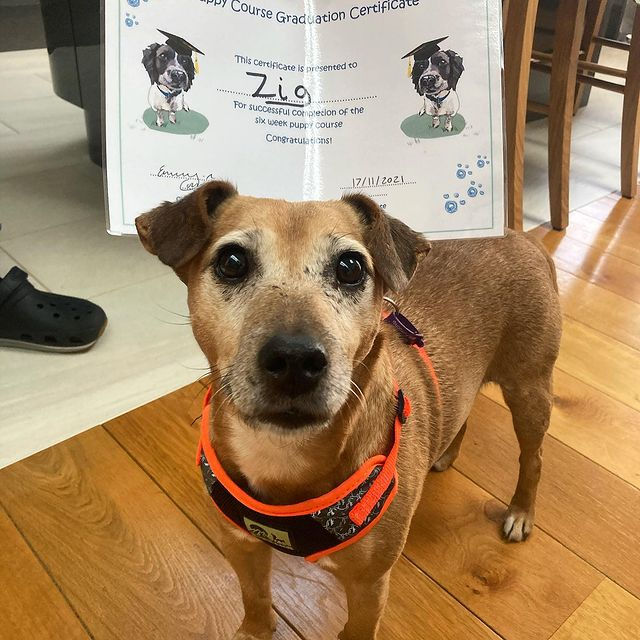 Emily Coombe - Dog Behaviourist in Bristol