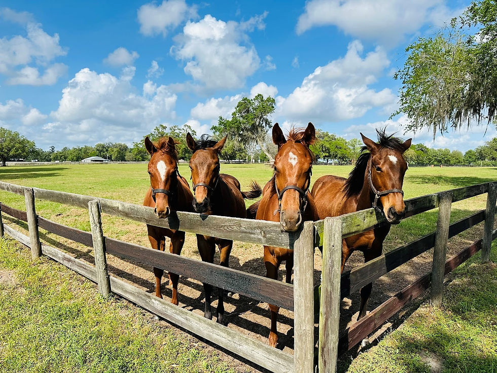 The Connection Between Horses and Humans: A Bond Unlike Any Other