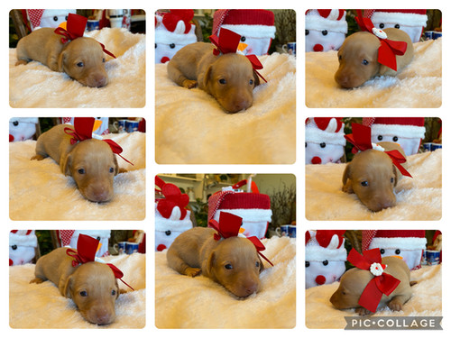 Chocolate Based Red Female | Durden’s Dachshunds