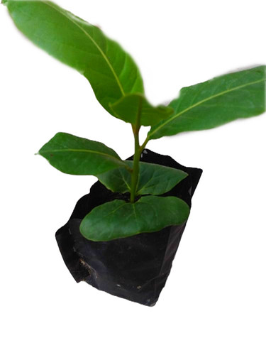 Buy Badam Plant Live: Nutritious Almond Tree for Home Garden