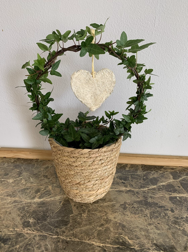 Ivy Round | Rayleigh florist