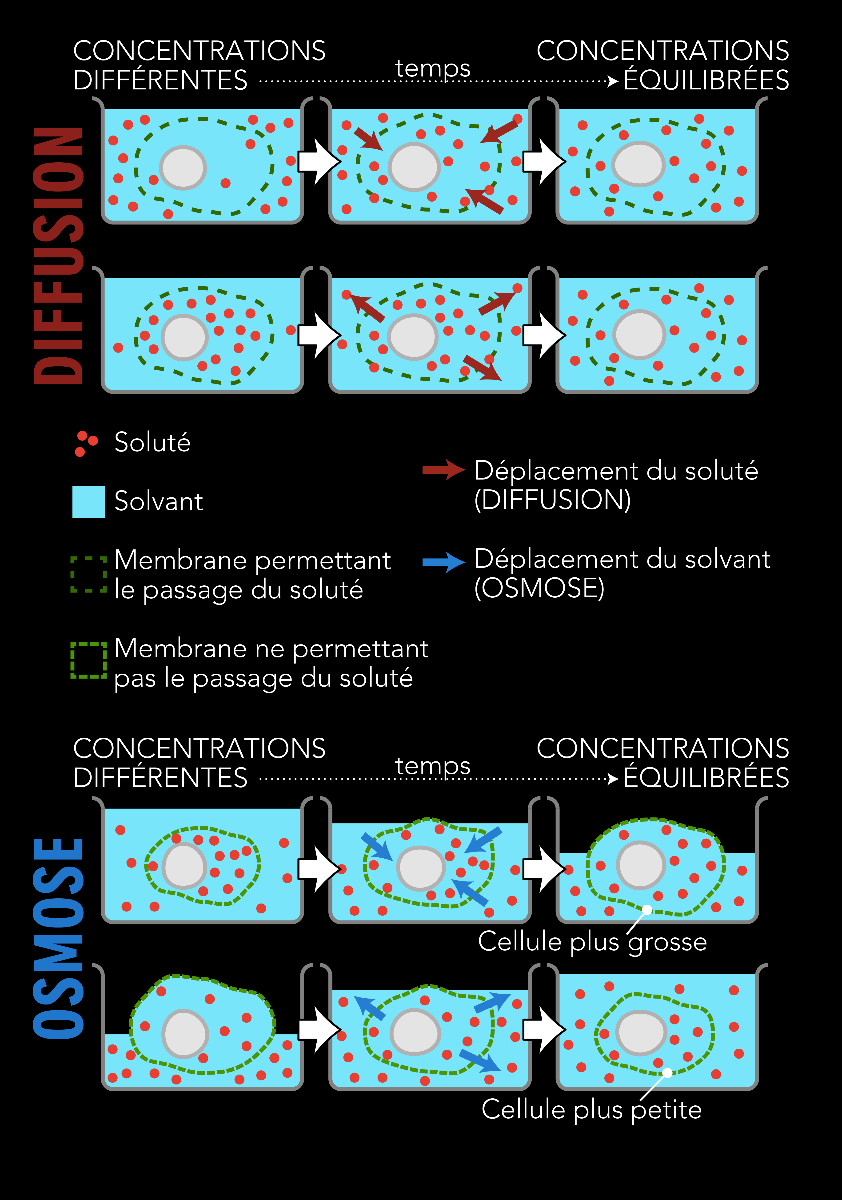 Osmose et diffusion