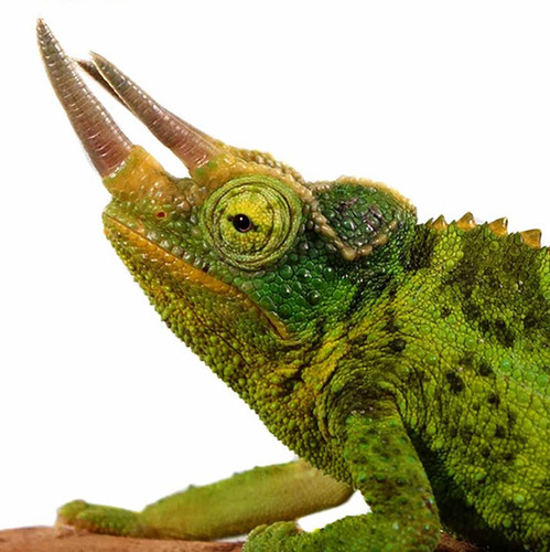Jackson's Chameleon | morph-mania-reptiles