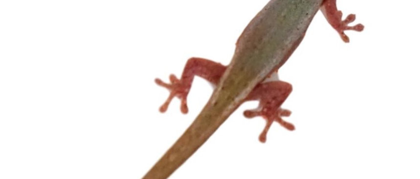 Cameroon Dwarf Gecko | morph-mania-reptiles