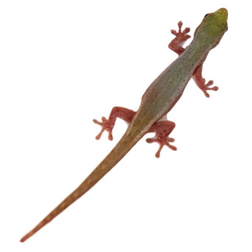 Cameroon Dwarf Gecko | morph-mania-reptiles