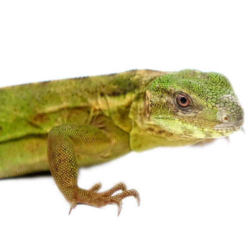 Baby Panda Dragons (Pied Pectinata) | morph-mania-reptiles