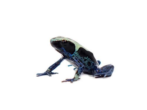 Powder Blue Tinctorius Dart Frog | morph-mania-reptiles