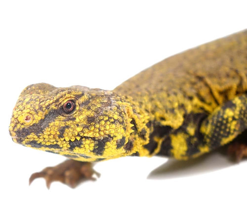Yellow Niger Uromastyx | morph-mania-reptiles