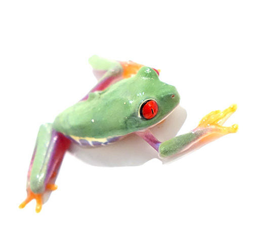 C.B. Red Eye Tree Frogs | morph-mania-reptiles