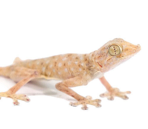 Fan Footed Gecko | morph-mania-reptiles