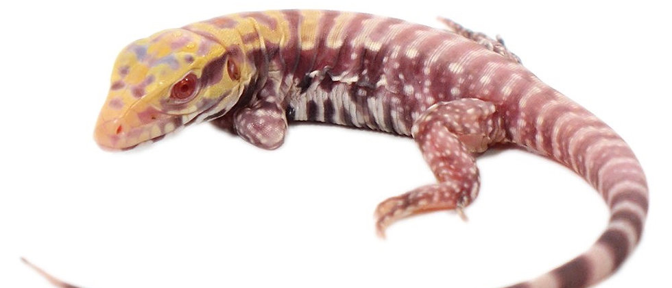 Baby Albino Purple Ice Tegu | morph-mania-reptiles