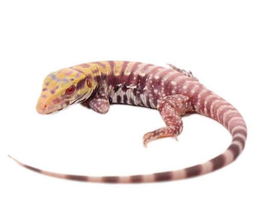Baby Albino Purple Ice Tegu | morph-mania-reptiles