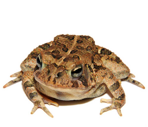 Southern Toad | morph-mania-reptiles