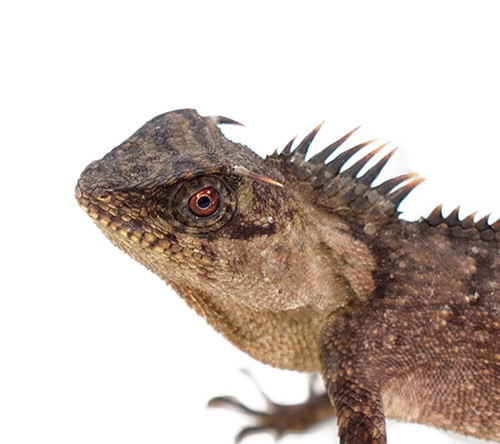 Medium Mountain Horned Lizard | morph-mania-reptiles