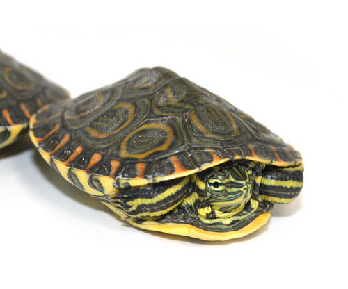 Nicaraguan Ornate Slider Turtle | morph-mania-reptiles