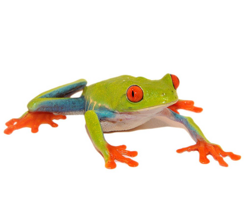 Red Eyed Tree Frog | morph-mania-reptiles
