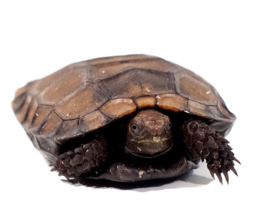 Baby Burmese Black Mountain Tortoise | morph-mania-reptiles