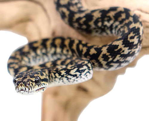 Baby Zebra Carpet Python | morph-mania-reptiles