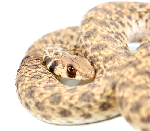 Egyptian False Cobra | morph-mania-reptiles