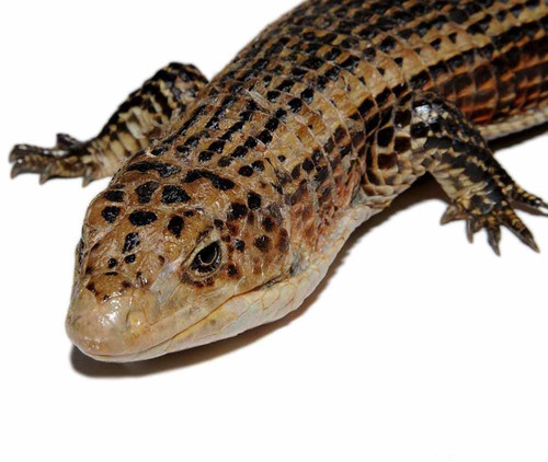 Major Plated Lizard | morph-mania-reptiles